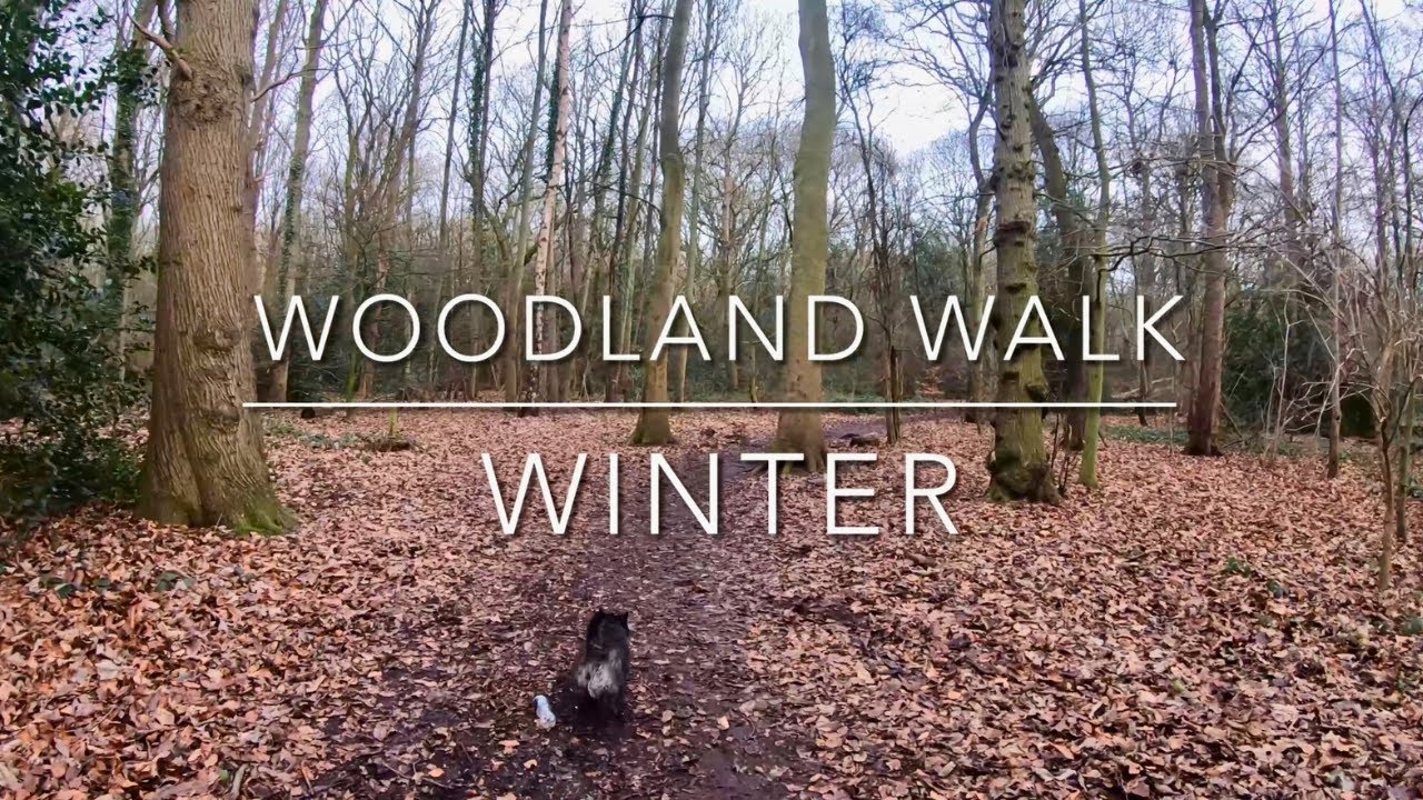 WOODLAND Winter Walk Relax In Nature 🍁 - YouTube
