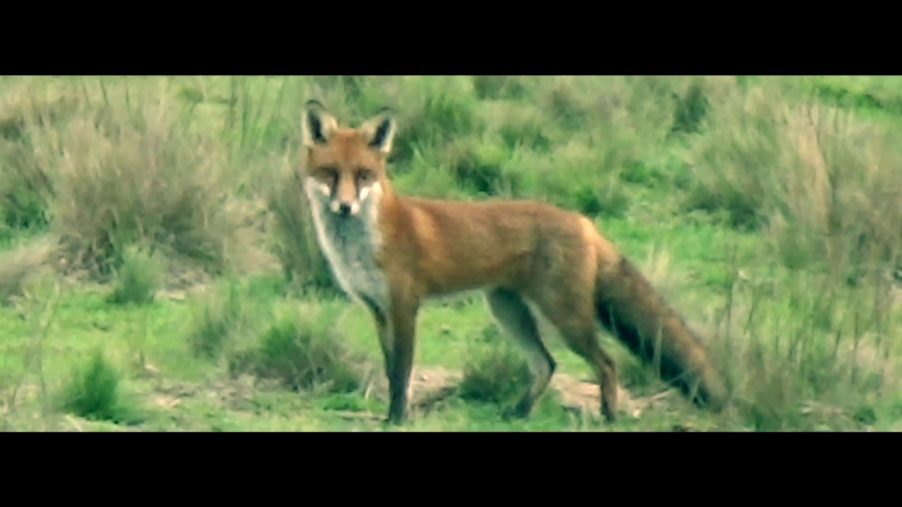 10M FOX SHOT - YouTube