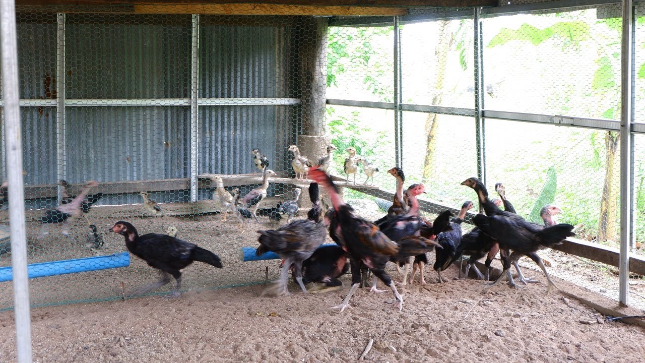 Go to see my chickens in chicken's house in the afternoon - Haamoom ...