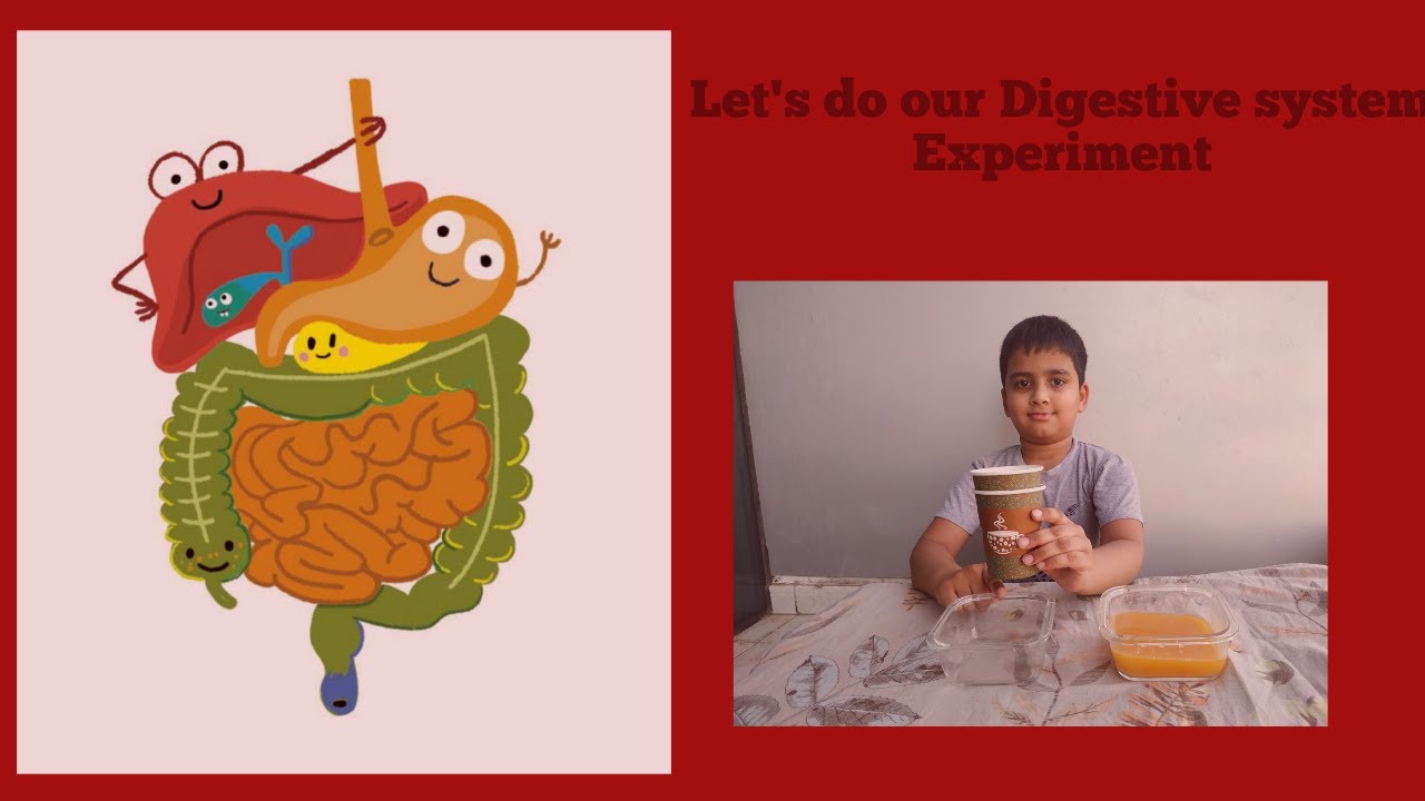 I DIGESTIVE SYSTEM EXPERIMENT I KIDS ACTIVITIES I LET'S SEE HOW OUR ...