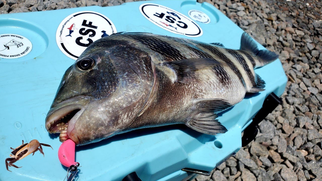Saltwater Sheepshead
