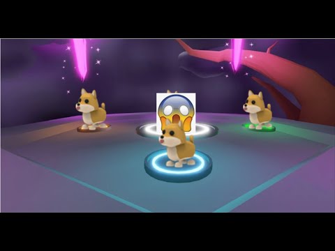 I Made A Neon Shiba Inu! (Adopt Me Roblox) - YouTube