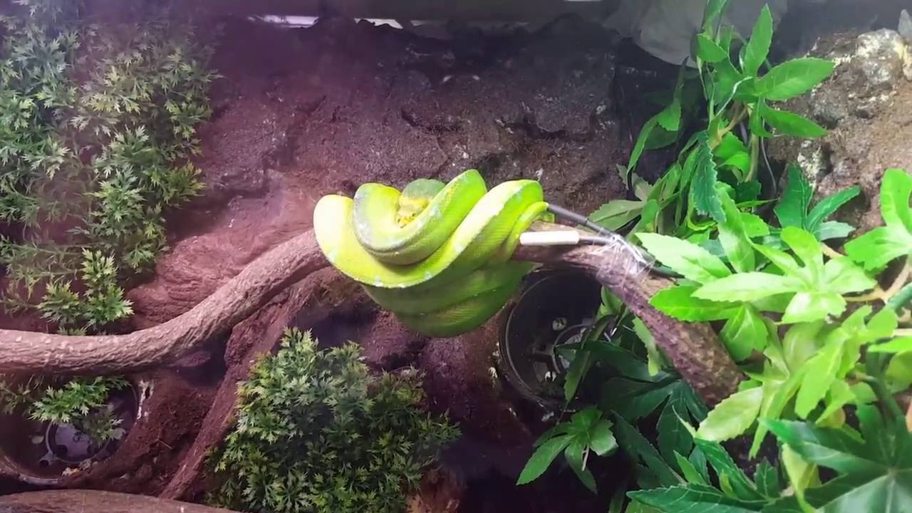 Nouveau terrarium pour python vert - YouTube