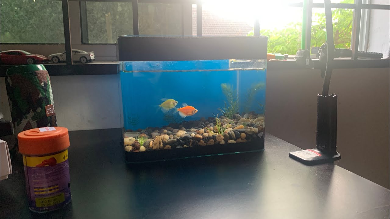 Good Morning GloFish 🐠| Green and Red GloFish Tetra in Small Tank | No ...