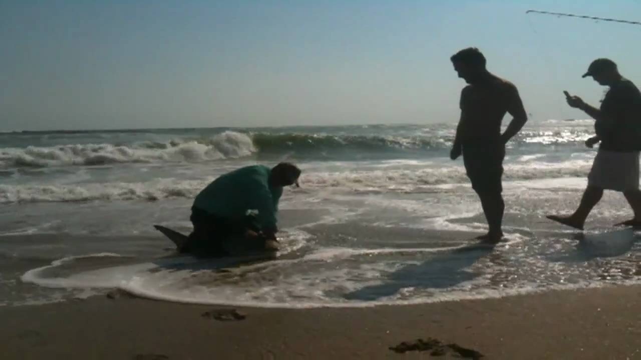 Blacktip Shark caught off Sebastian Inlet (South Jetty) in Florida ...