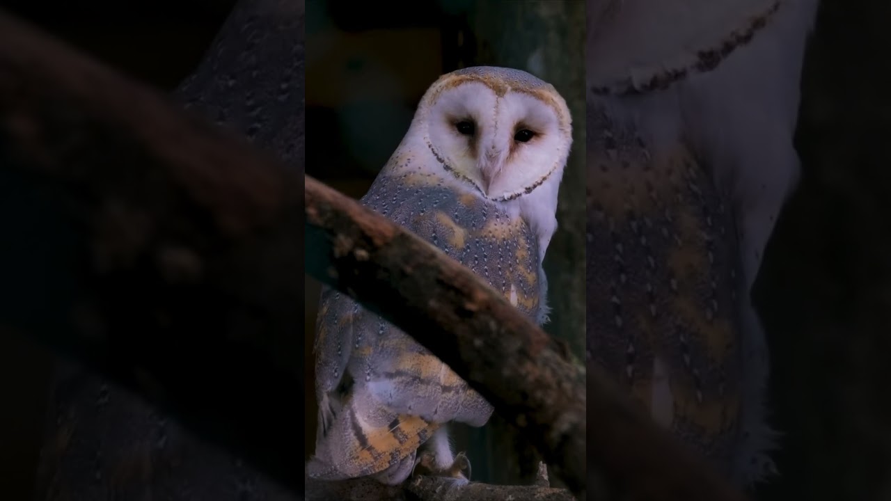 2022 올빼미 - 가면 올빼미(barn-owl), 새 이야기, Natuire Train, 자연열차, Owl, Bird ...