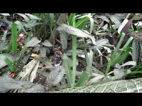 Zoo-SP: Lixo em volta do tanque do hipopótamo