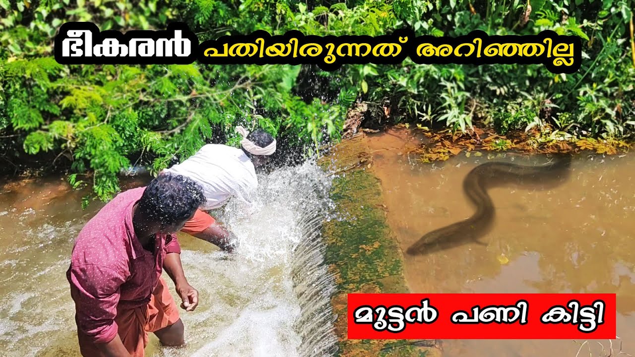 പതിയിരുന്ന ഭീകരൻ തന്ന പണി | Aral Fish Catching Technique - YouTube