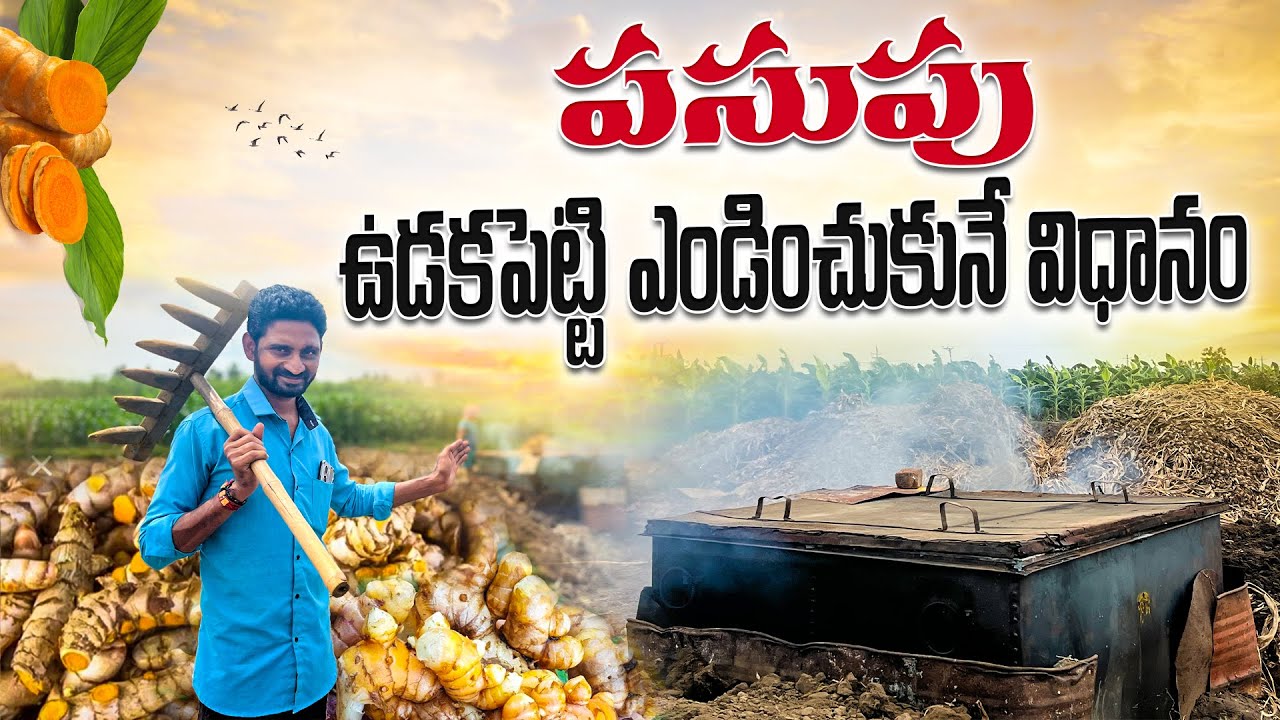 పసుపు ఉడకపెట్టి ఎండించుకునే విధానం || Turmeric Boiling Process and ...