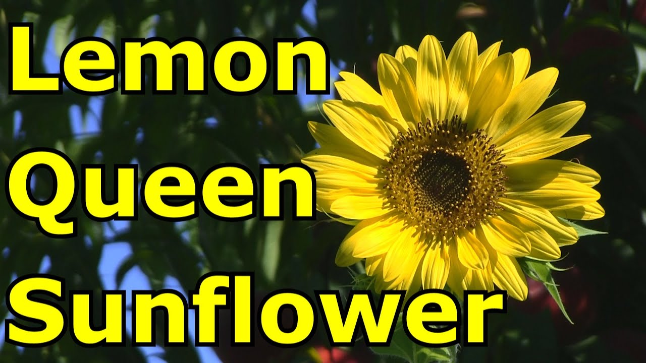 Lemon Queen Sunflower - YouTube