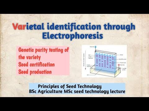 Varietal identification through electrophoresis|genetic purity testing ...