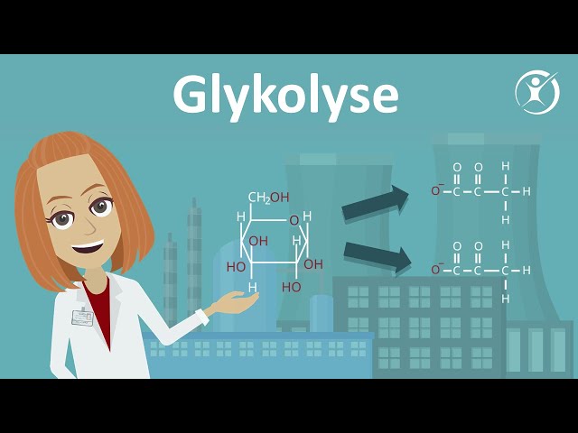 Einfaches Glykolyse Diagramm Physiologie: Substratflüsse Im Körper