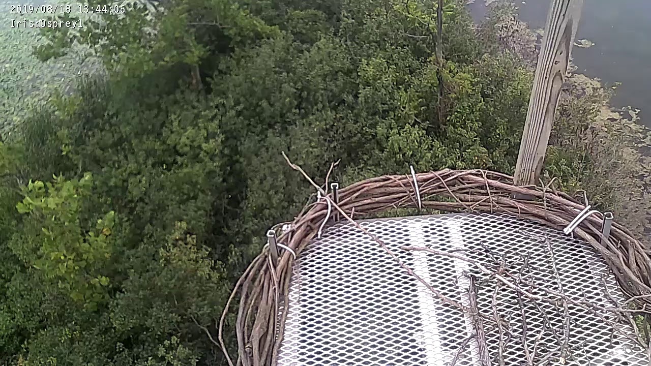 Irish Osprey Live Stream - YouTube