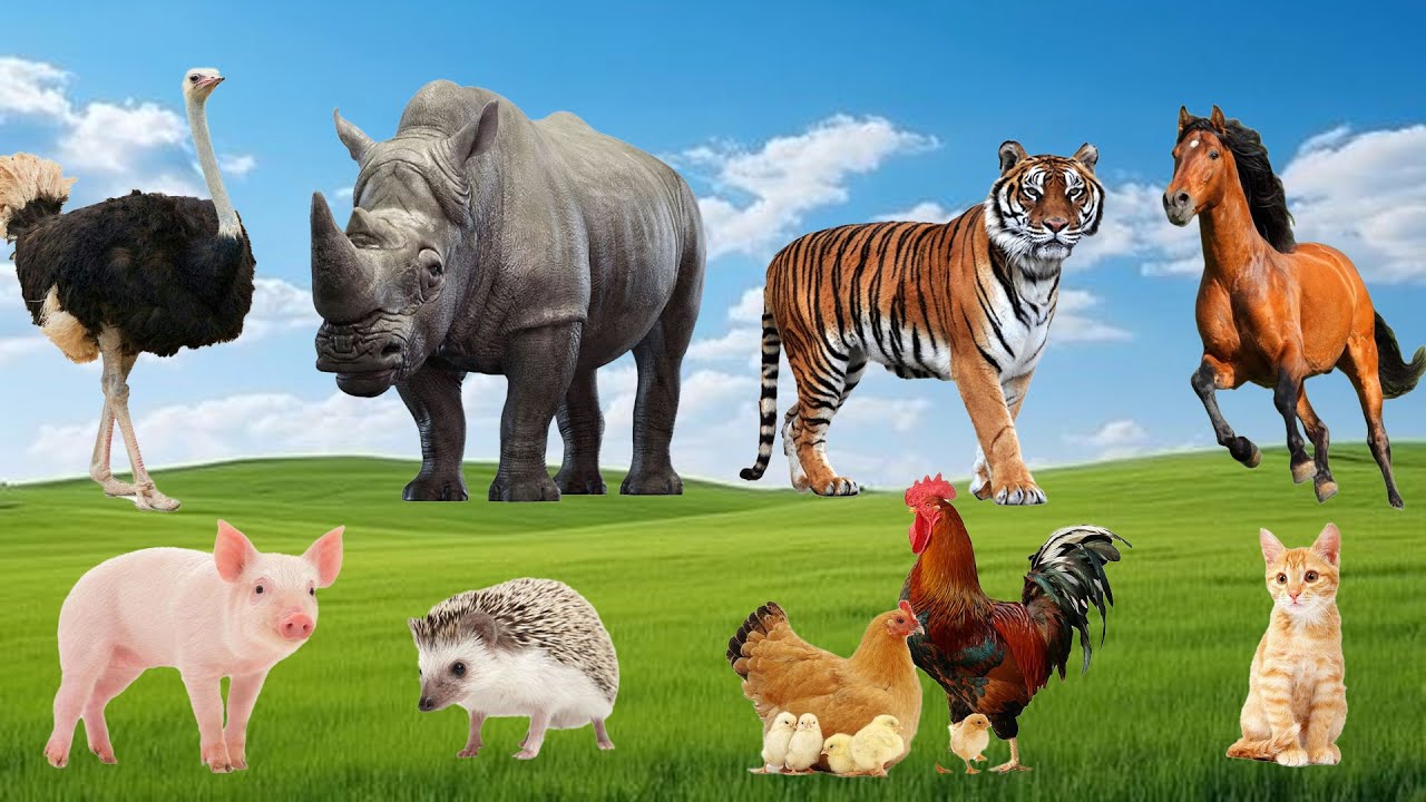 Wild Animal Sounds: Hen, Cow, Duck, Dog, Cat, Elephant, Horse - Animal ...