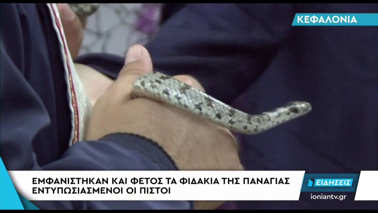 ΚΕΦΑΛΟΝΙΑ | Εμφανιστήκαν και φέτος τα φιδάκια της Παναγίας ...