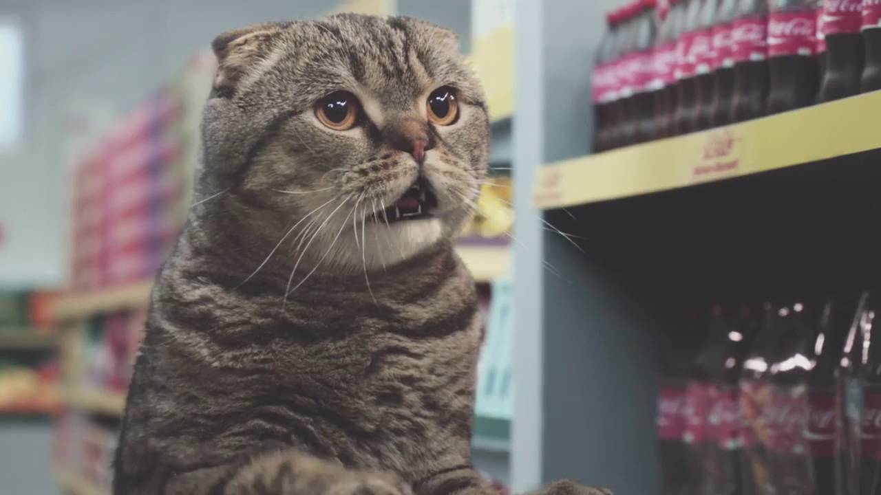 Meilleur clip pub de Netto avec des chats - YouTube