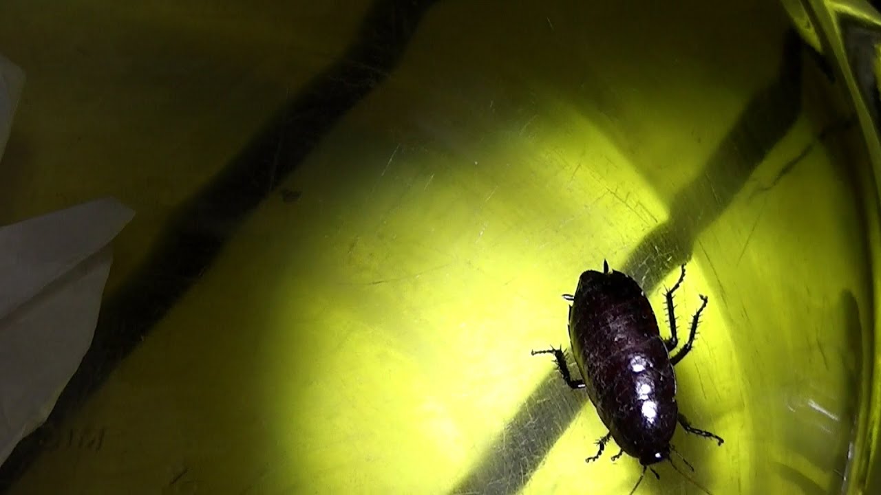 Cockroach Camouflage for Entomologist Florian Irwin - YouTube