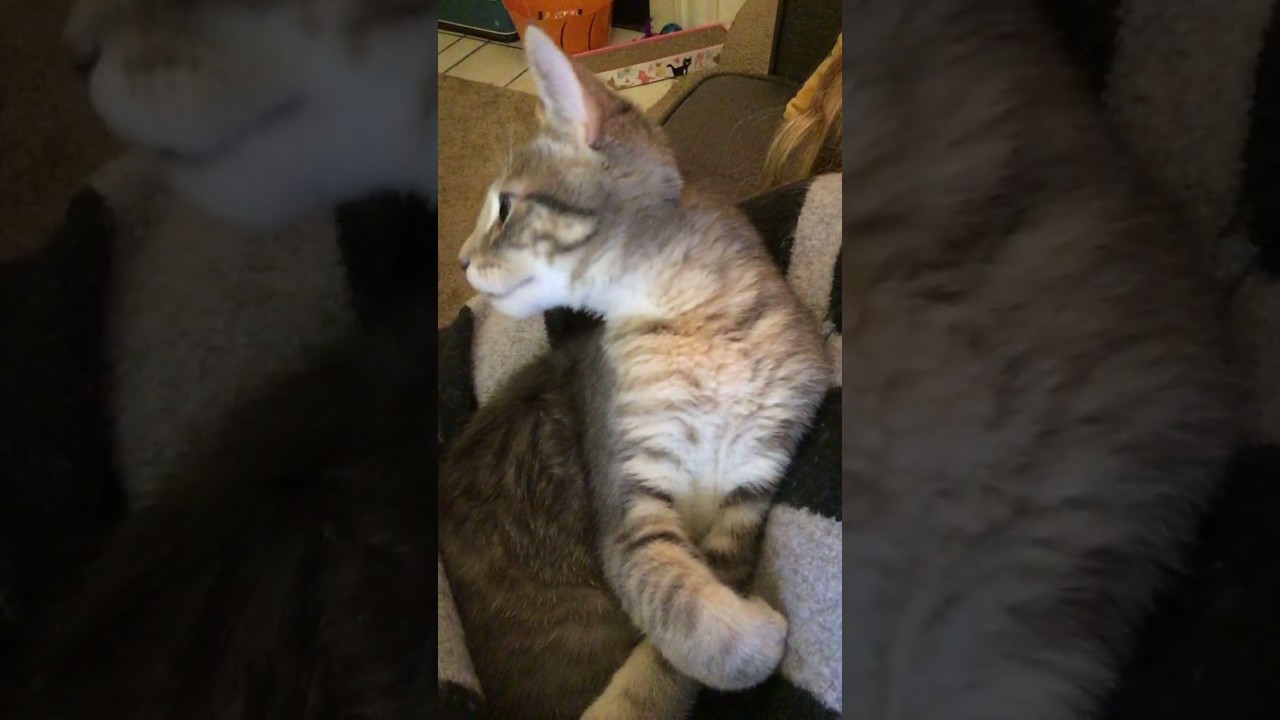 Long Neck Cat - YouTube