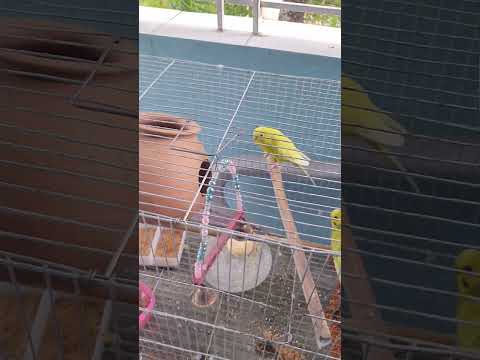 Our pet #rain #nature#budgerigar# iqri miqri