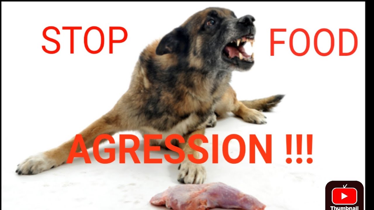 How to stop FOOD AGRESSION - YouTube