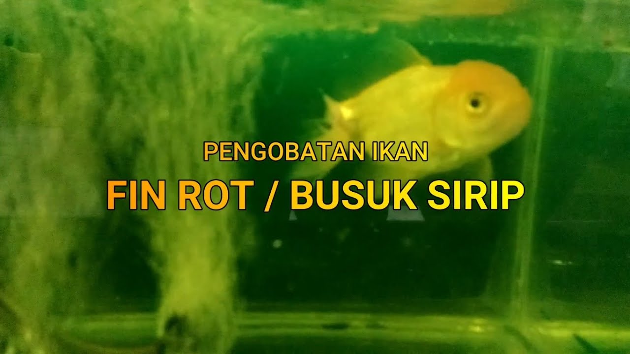 Penyembuhan Fin Rot/Sirip Busuk ikan Koki - YouTube