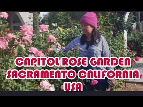 CAPITOL ROSE GARDEN SACRAMENTO CALIFORNIA - YouTube