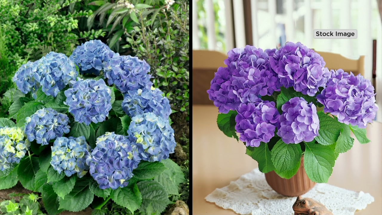 Roberta's 1-Piece Early Blooming Blue Hydrangea Live Plant on QVC - YouTube
