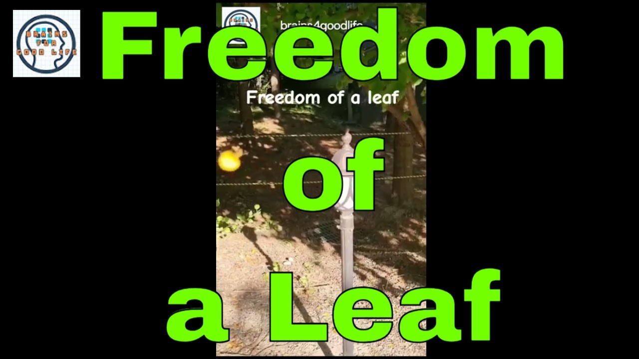 Freedom of a leaf - YouTube