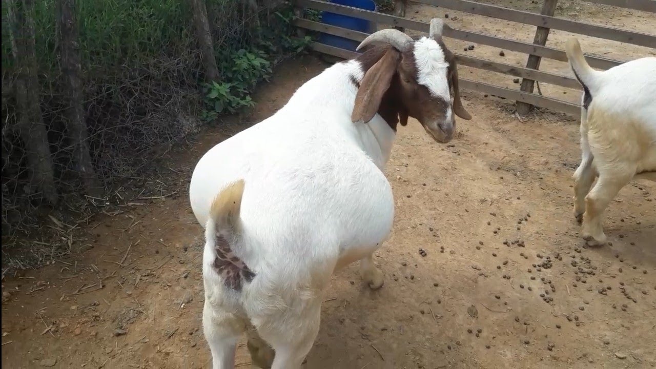 Produção de cabras e bode Boer à venda no sítio barra da Onça Surubim ...