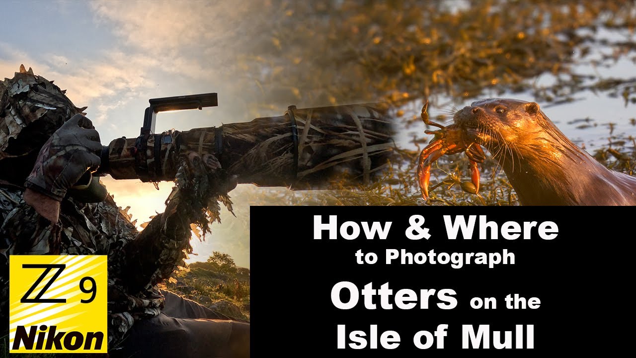 How and Where to Photograph Otters on the Isle of Mull - YouTube