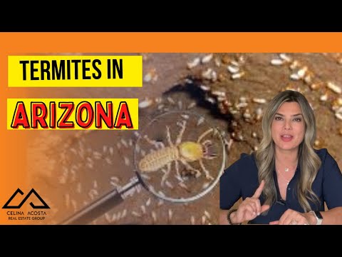 How Common Are Termites In Phoenix