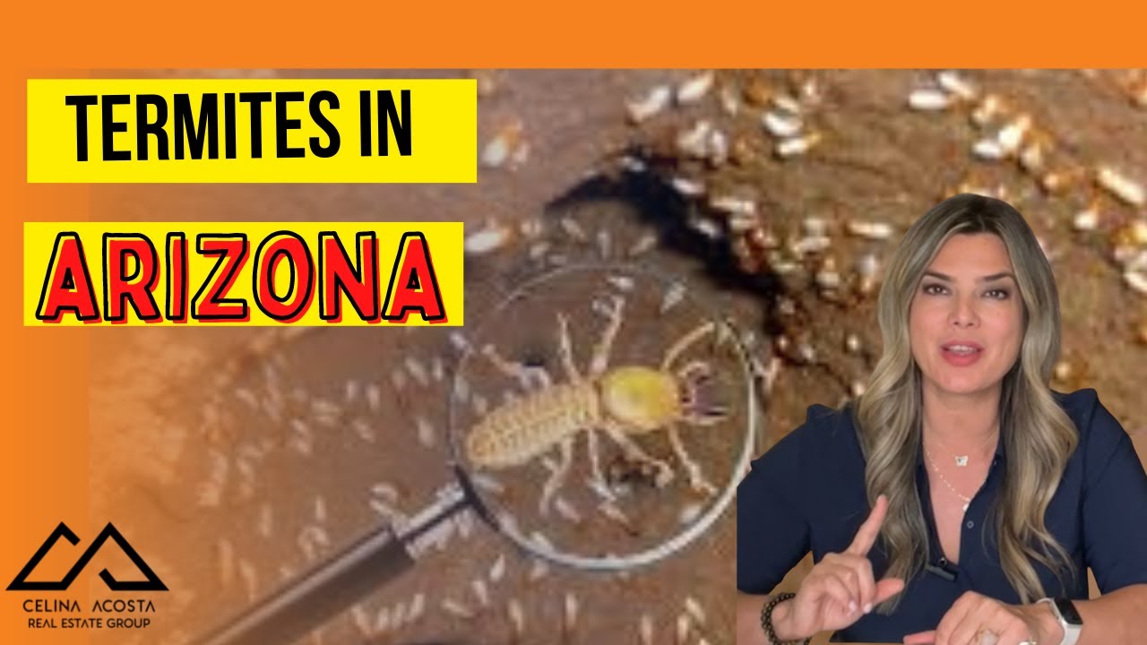 Termites in Arizona - YouTube