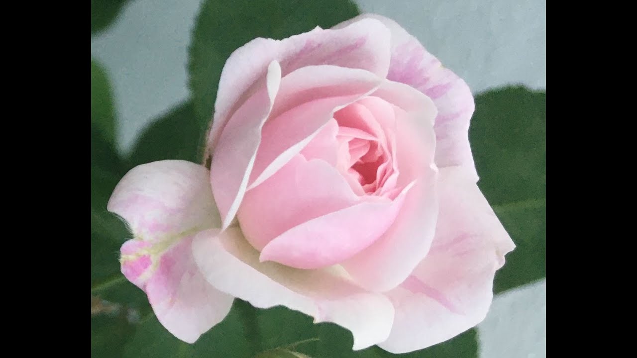 BLUSH NOISETTE, old rose 1817, climbing rose, Noisette rose, rosier ...