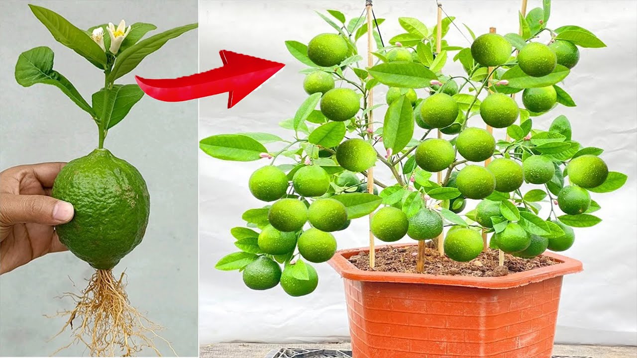 Technique: Propagating fruit trees is simple and easy, anyone can do it ...
