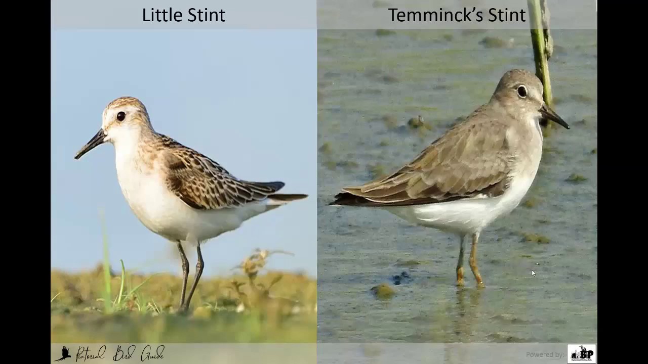 Little Stint Vs Temminck s Stint YouTube little-stint-vs-temminck-s-stint-youtube