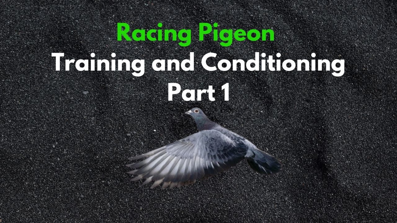 Racing Pigeon Training and Conditioning- Part 1 - YouTube