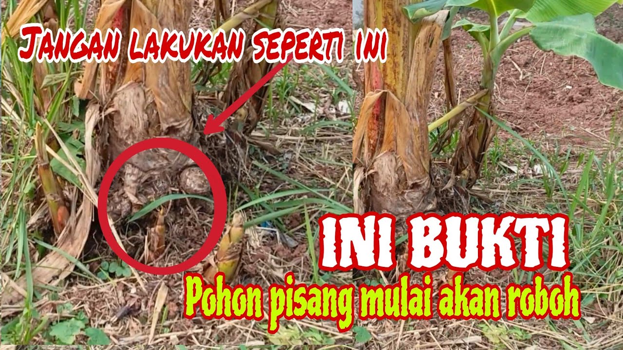 Beginilah nasib menanam pohon pisang Asal - Asalan - YouTube
