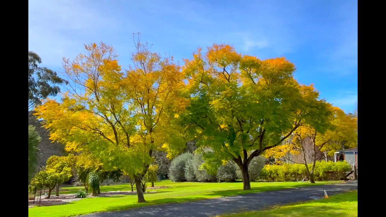 Yellow Jacaranda Tree