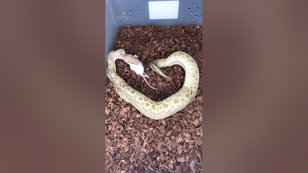 HYPO CLOWN BALL PYTHON FEEDING - YouTube