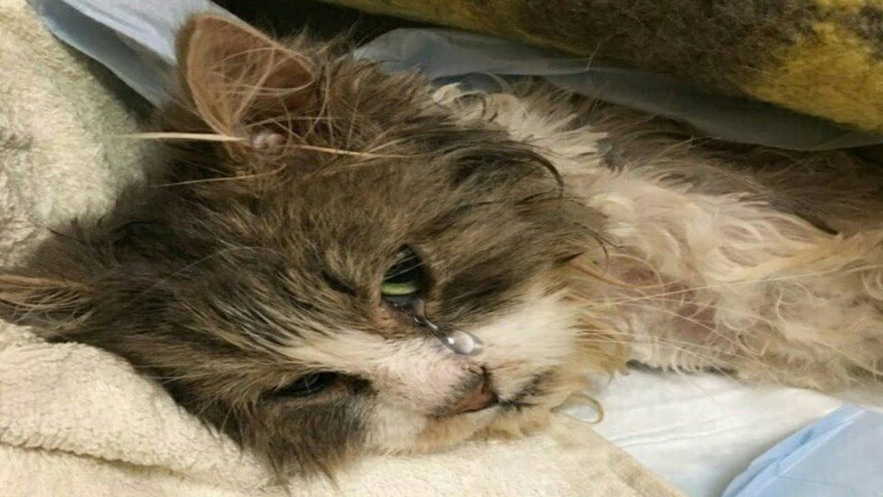 The Owners Threw Him Out of The Car on the Highway He was Crying and ...