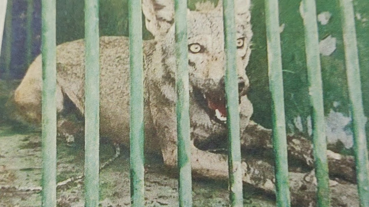 Fifth Maneater Wolf caught in Bahraich but hunt for main Alpha- Langda ...