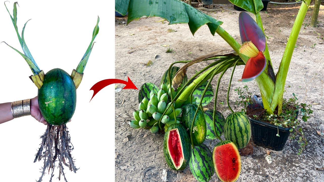 Amazing Best: Growing Banana Tree from Watermelon With Egge and Quick ...