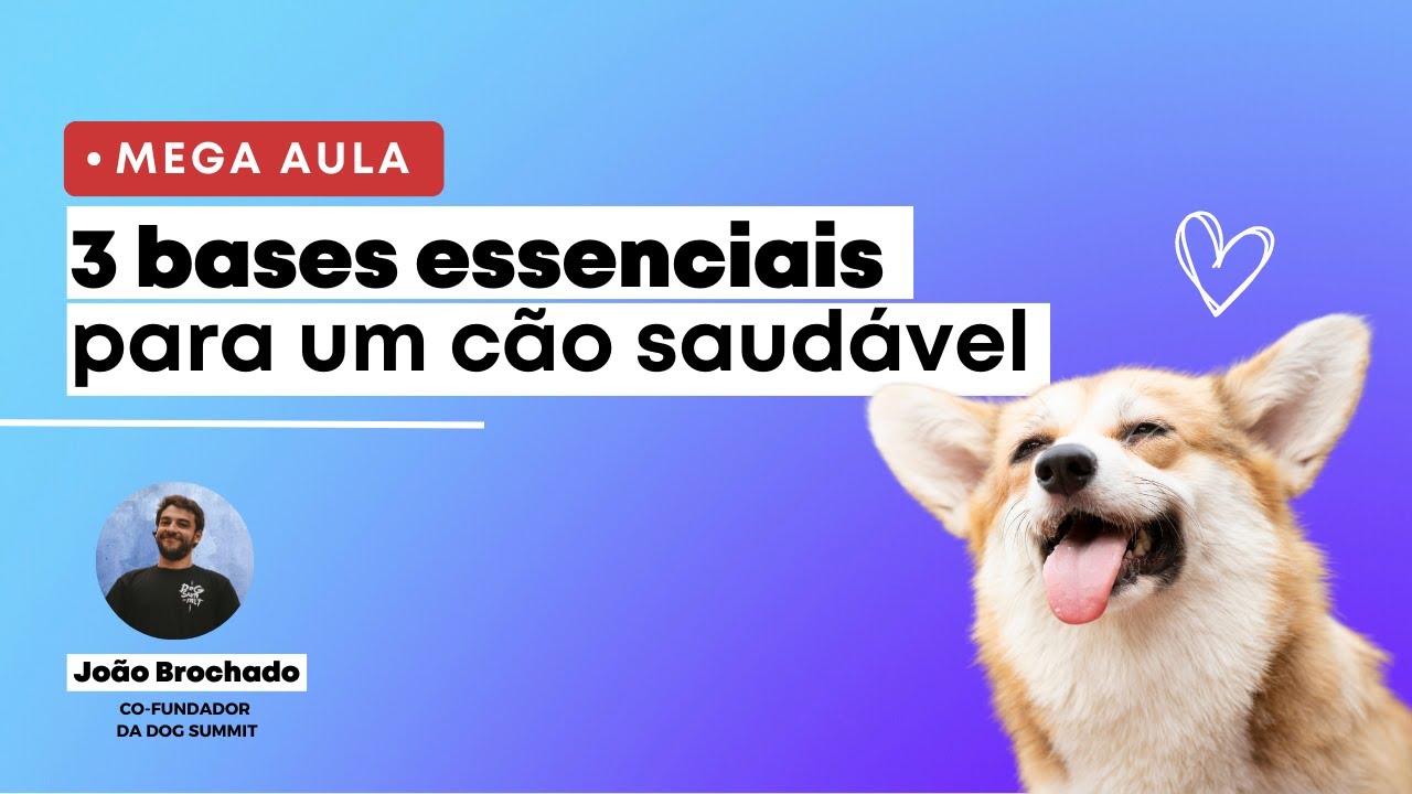 #17 Mega Aula: As 3 bases essenciais para um cão saudável - YouTube