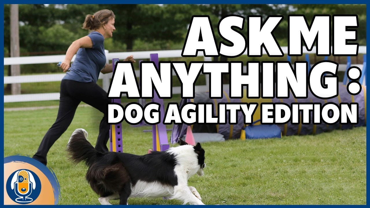 Dog Agility Edition Of Ask Me Anything: AMA With Susan Garrett - YouTube