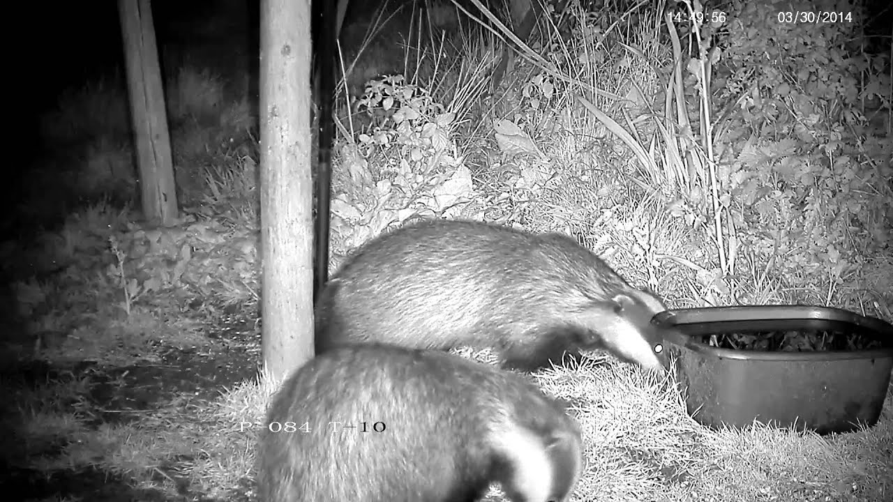 Another Growling Fighty Badger Showdown ! (with sound) - YouTube