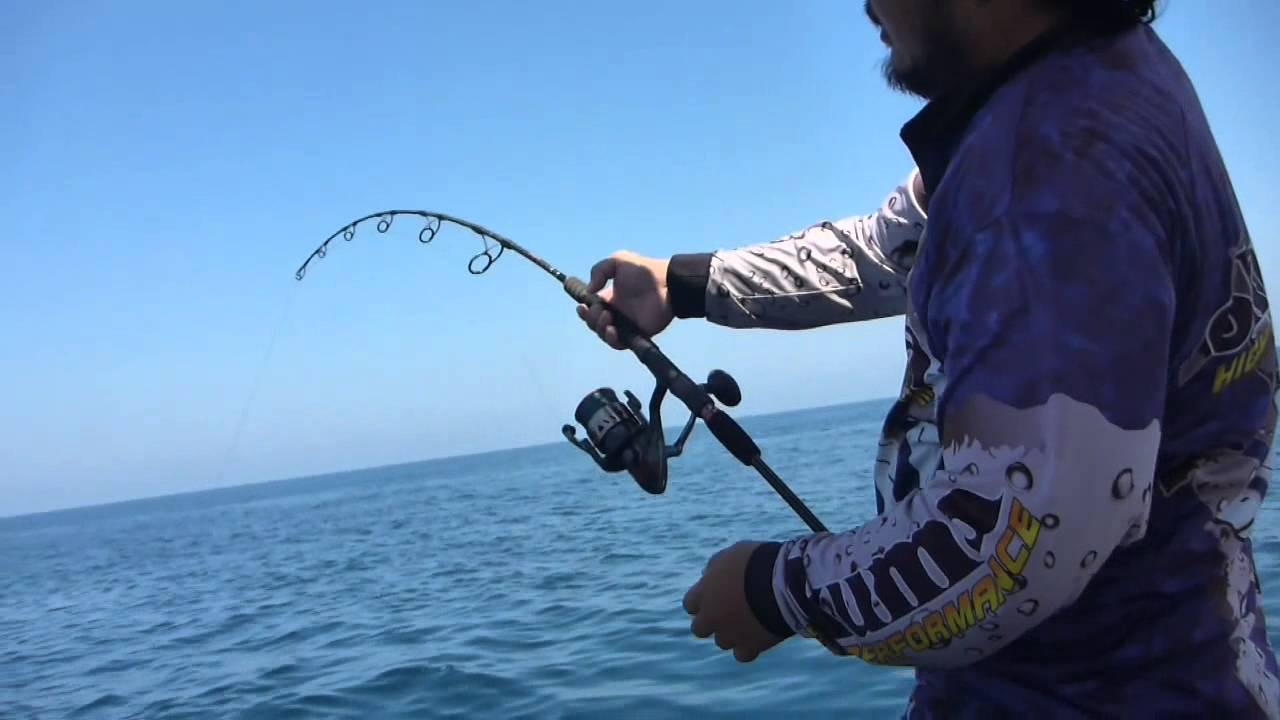GIANT COBIA - YouTube