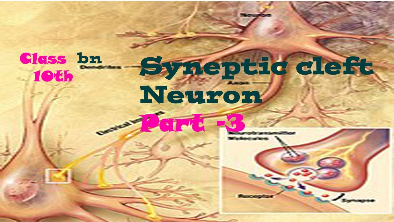 Syneptic cleft# syneptic fluid# easy way to study#Reflex action#part -3 ...