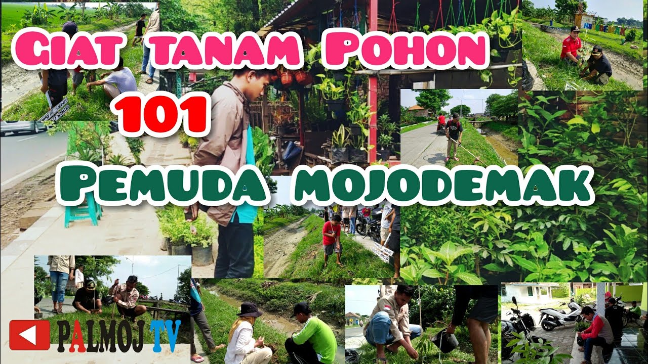 Cintai lingkungan Giat tanam 101 pohon kt mojo dan palmoj - YouTube