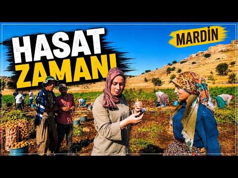 Mardin'de Patates Hasadı | Kayabalı (Kermetê) Köyü #gezgin #vlog