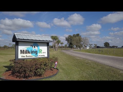 From Farm to Fridge: How Milk is Made